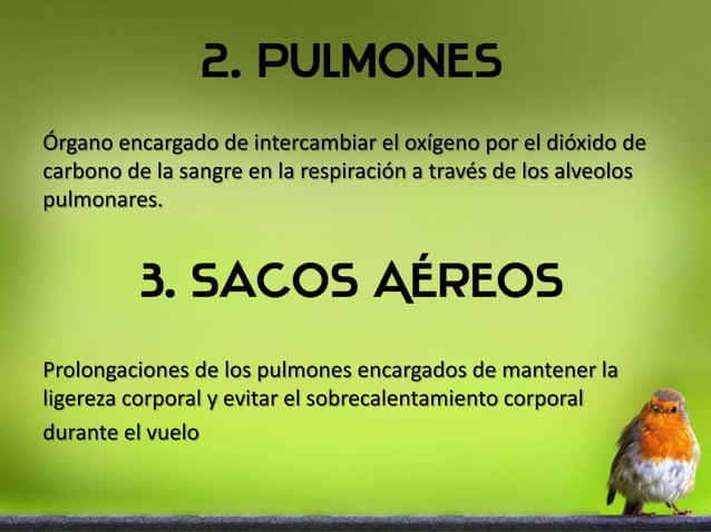 Aves: Sistema respiratorio | PPTX