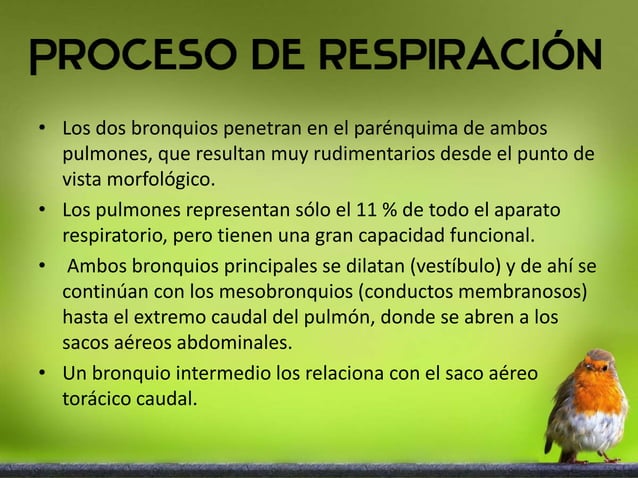 Aves: Sistema respiratorio | PPTX