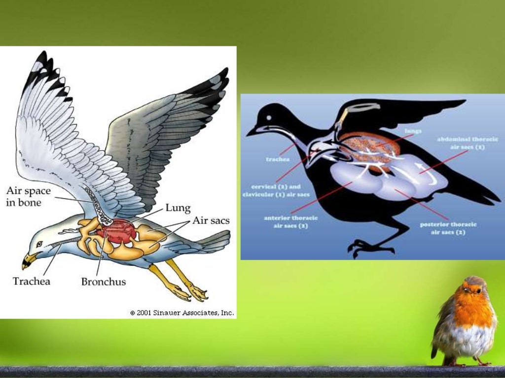 Sistema Respiratorio Das Aves - FDPLEARN