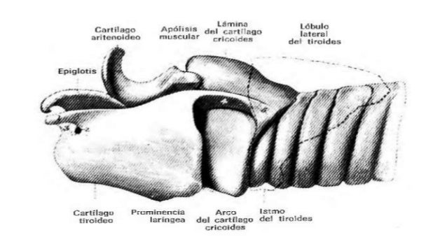 Sistema Respiratorio en Bovino