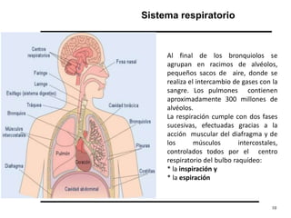 Aparato Respiratorio Completo