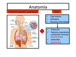Aparato Respiratorio Completo