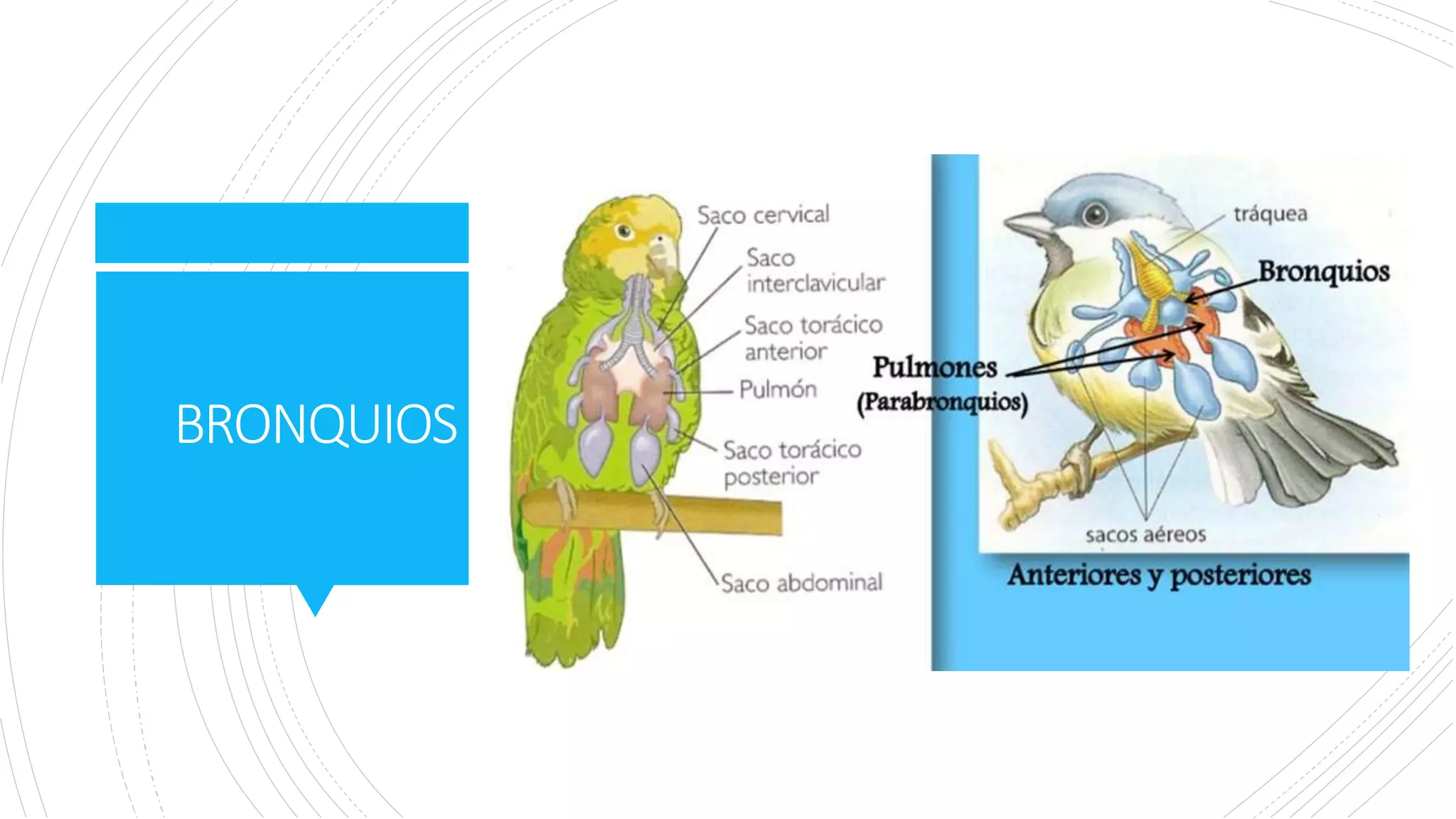 Sistema respiratorio de las aves | PPTX