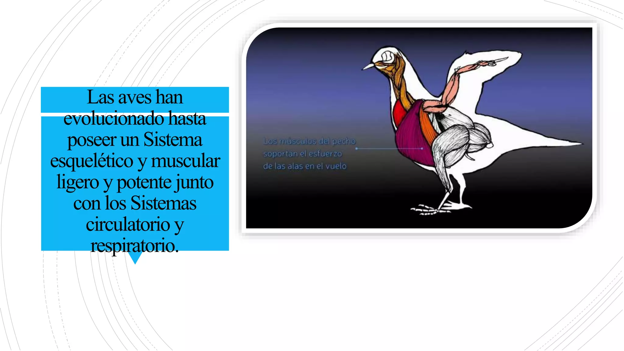 Sistema respiratorio de las aves | PPTX