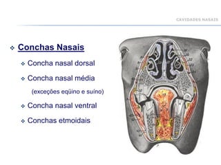 Sistema respiratorio dos animais domesticos.pdf