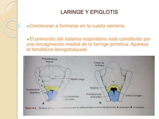 Sistema Respiratorio Embrionario | PPTX