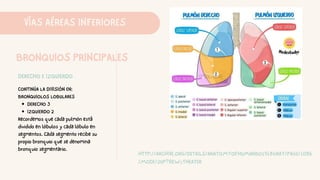 SISTEMA RESPIRATORIO anatomía e histología | PDF