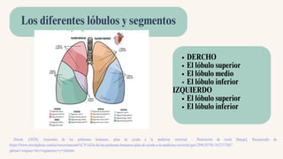 SISTEMA RESPIRATORIO anatomía e histología | PDF