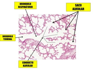 Sacos Alveolares