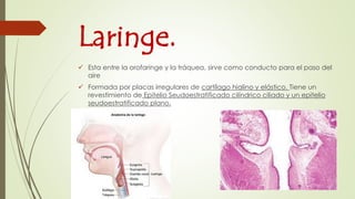 Histología del Sistema respiratorio | PPTX