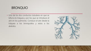 Sistema respiratorio humano | PPTX