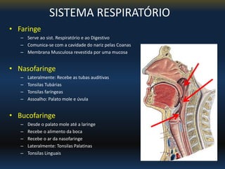 Sistema_Respiratório- Anatomia- Vias aér | PDF