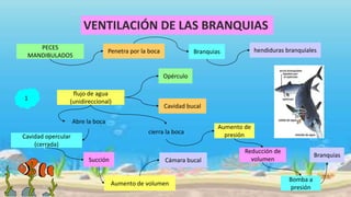 Sistema respiratorio peces | PPTX