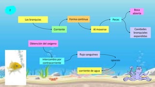 Sistema respiratorio peces | PPTX