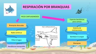 Sistema respiratorio peces | PPTX