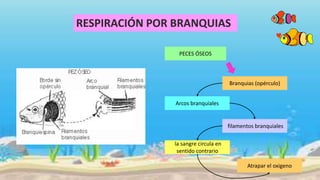 Sistema respiratorio peces | PPTX