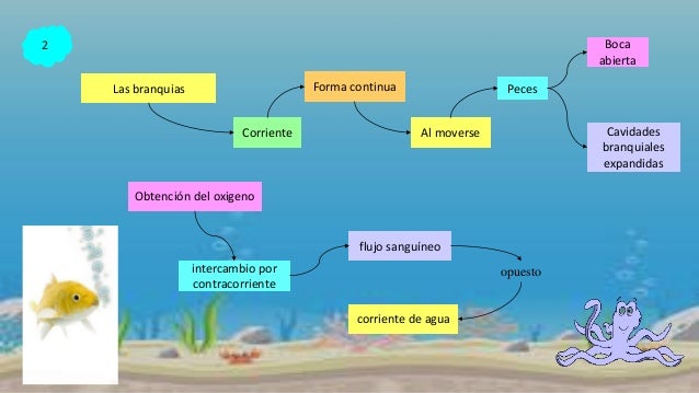 Sistema respiratorio peces
