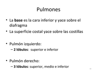 Sistema Respiratorio | PPT