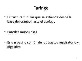 Sistema Respiratorio | PPT