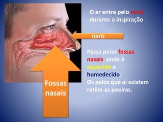 Sistema respiratório | PPTX