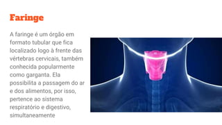 Sistema Respiratório | PPTX