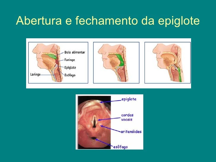 Sistema respiratório 1