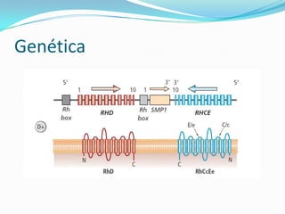 Sistema rh | PPTX