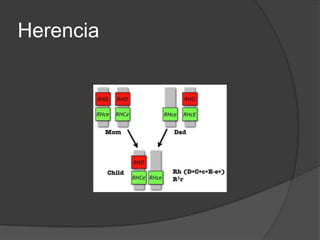 Sistema rh consideraciones genéticas | PPTX