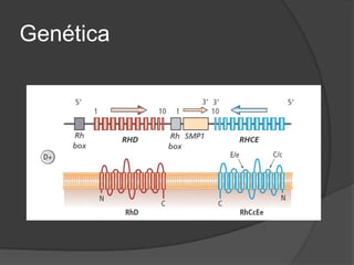Sistema rh consideraciones genéticas | PPTX