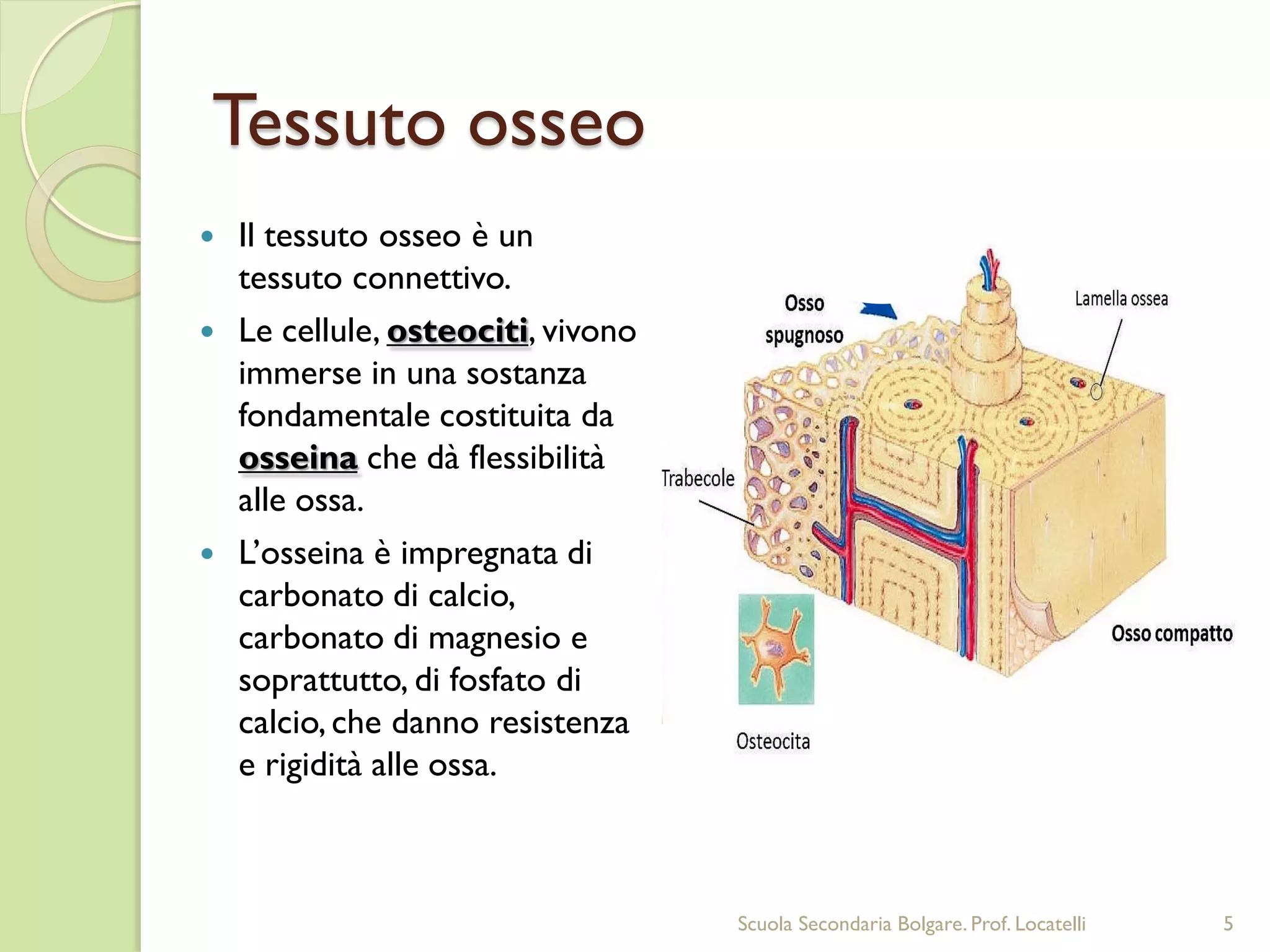 Sistema scheletrico | PDF