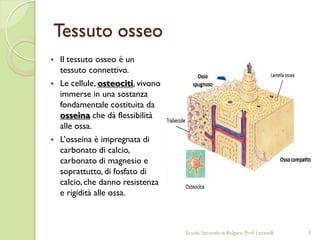 Sistema scheletrico | PDF