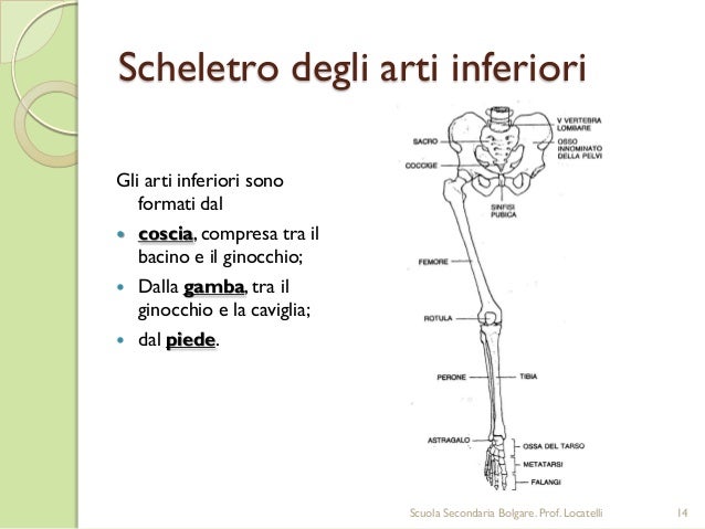 Sistema scheletrico
