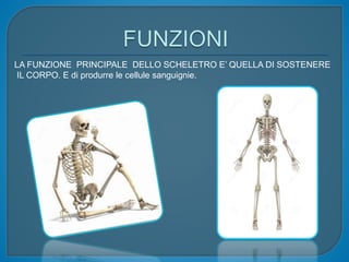 Sistema scheletrico (Amelie) | PPTX
