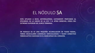 Sistemas de conducción del corazón | PPTX