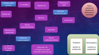 Sistemas de conducción del corazón | PPTX