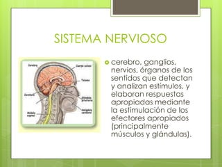 Sistemas del cuerpo | PPTX