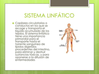 Sistemas del cuerpo | PPTX