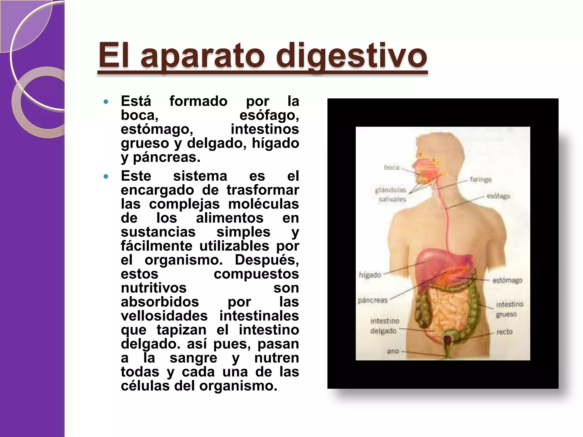Sistemas del cuerpo humano | PPTX