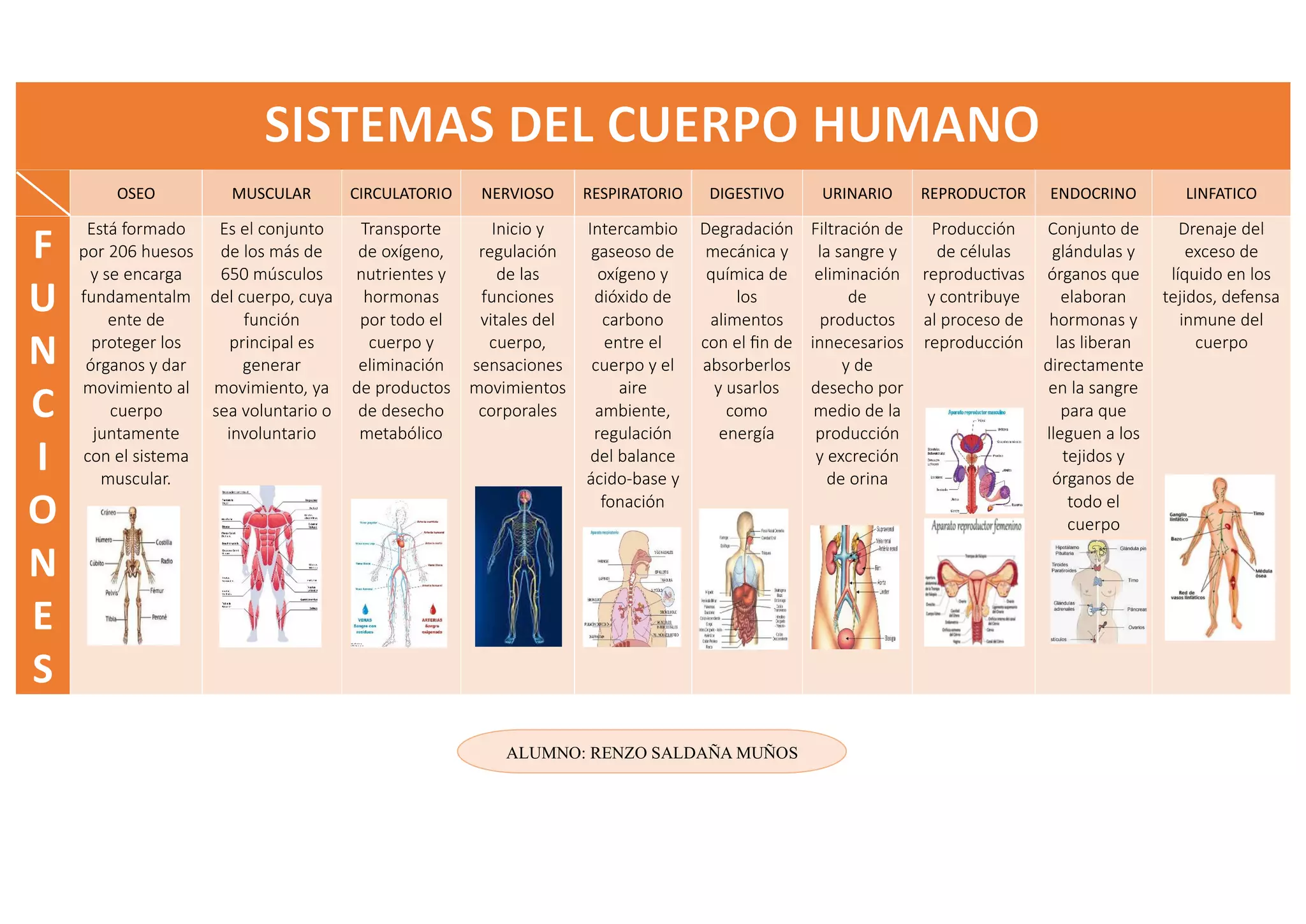 SISTEMAS_DEL_CUERPO_HUMANO.pdf