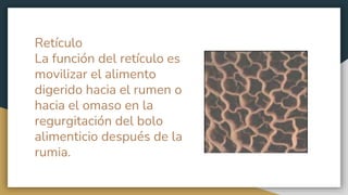 Sistemas de los bovinos .pptx