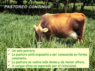 Sistemas de pastoreo tipo voisin | PPT