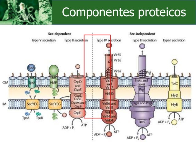 Sistemas de secreción en bacterias