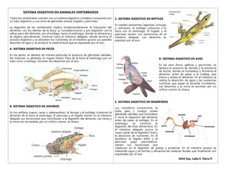 SISTEMAS DIGESTIVOS DE ANIMALES VERTEBRADOS E INVERTEBRADOS | PDF