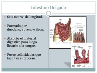Sistemas digestivo y urinario | PPTX