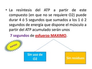 Sistemas energéticos en el ejercicio | PPTX
