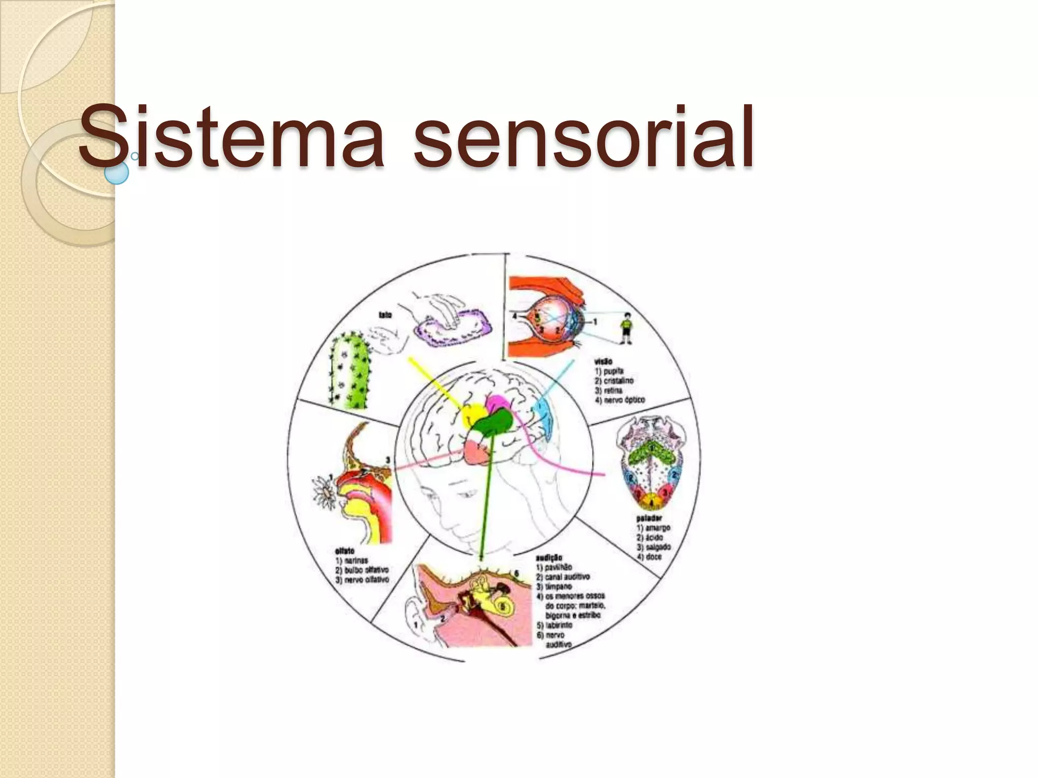 Sistema sensorial: órgãos, receptores e classificação | PPT