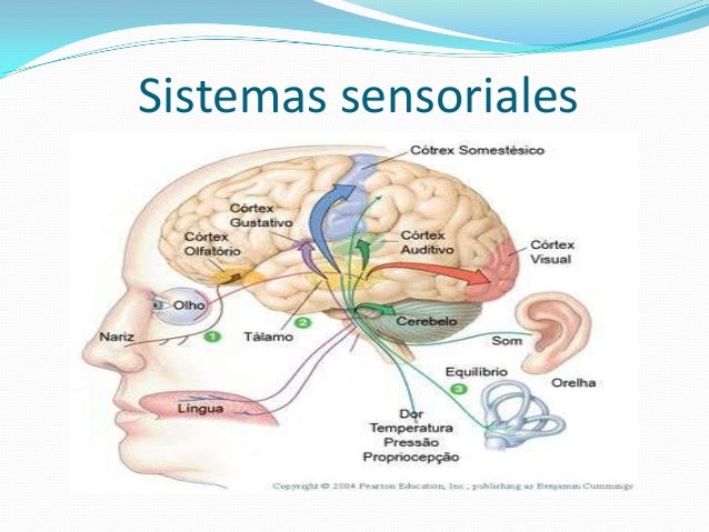 Sistema sensorial