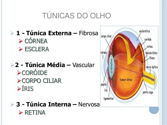 Sistema sensorial anatomia cetesp