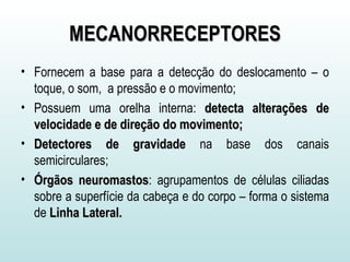 Sistema sensorial dos vertebrados - UFPA | PDF