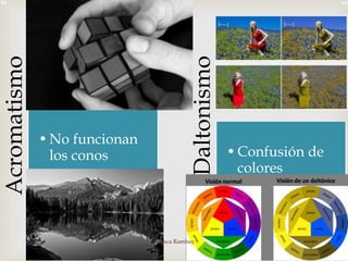 Sistema sensorial | PPTX